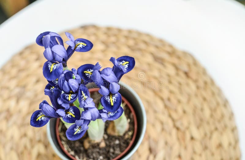 Mini iris flowers in a pot stock image. Image of growth - 214864619