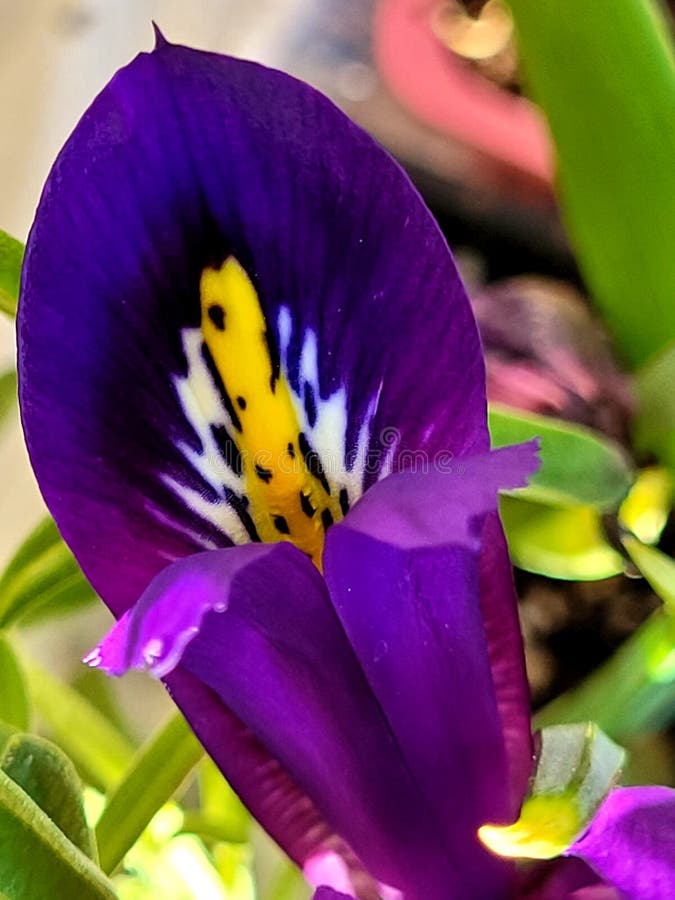 Mini iris in garden stock image. Image of spring, white - 262463557