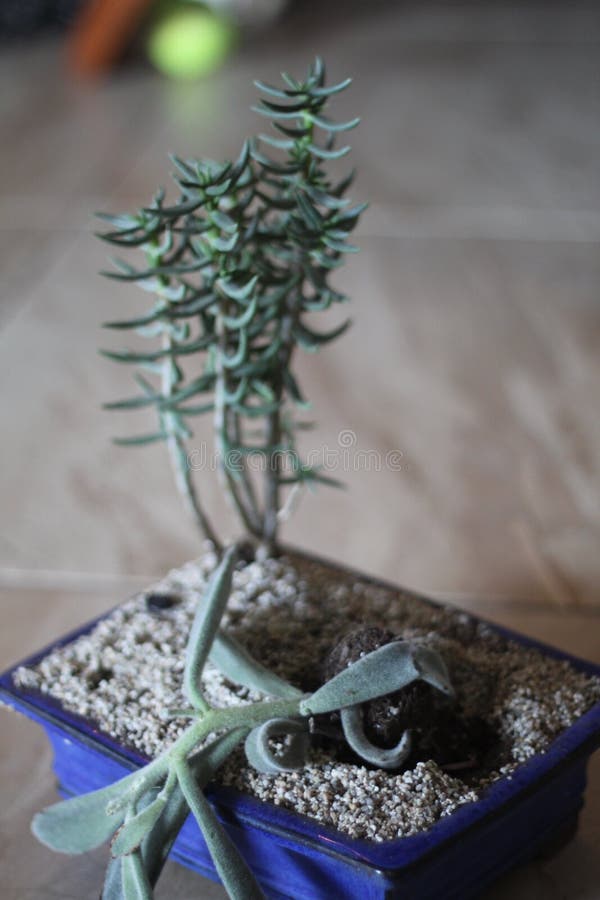 Mini jade pine 0996 stock photo. Image of crassula, bright - 196646530