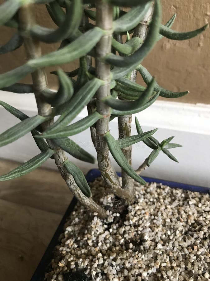 Mini jade pine 5440 stock image. Image of beauty, decor - 196647009