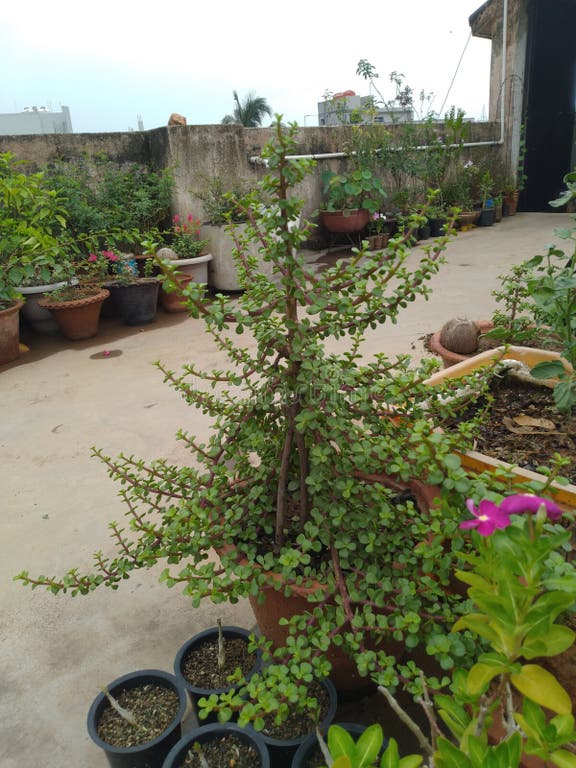 Mini Jade plant stock image. Image of tree, mini, property - 250034793