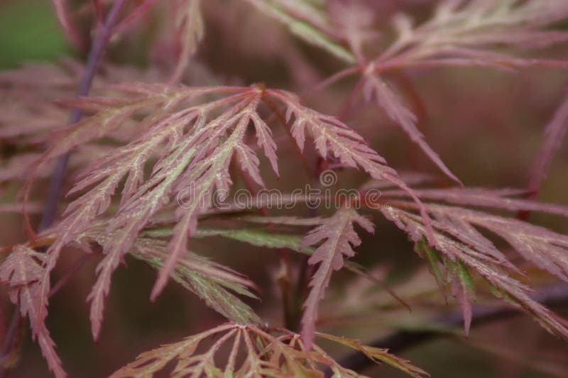 Mini Japanese maple tree stock image. Image of mini - 379753239