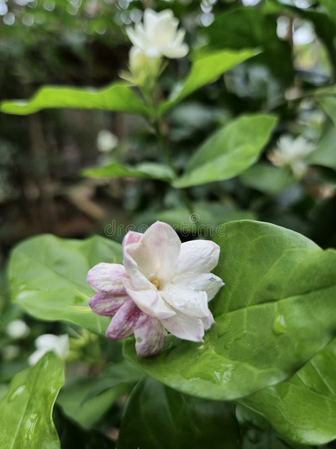 Mini Jasmine Flowering at Dawn in the Outdoor Garden. Stock Photo ...