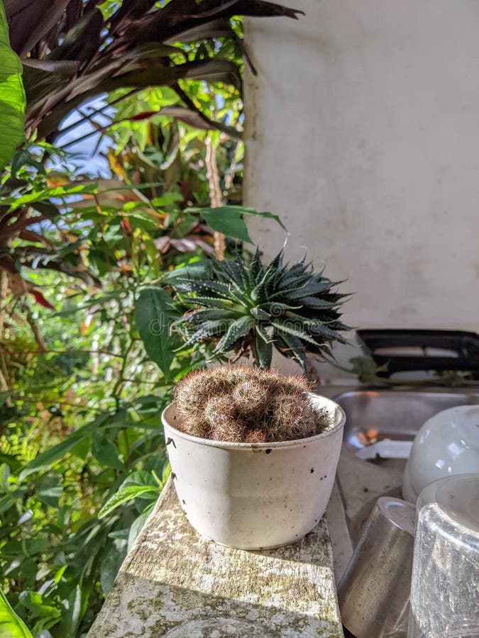 Mini kaktus in small pots stock photo. Image of little - 264169108