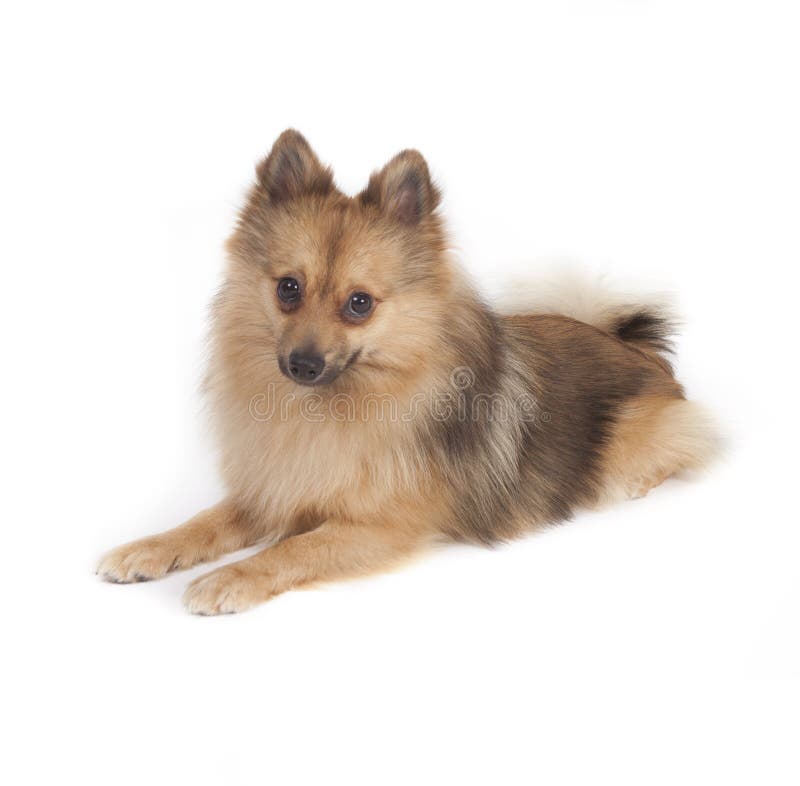 Mini wolfsspitz imagen de archivo. Imagen de holandés - 30103771