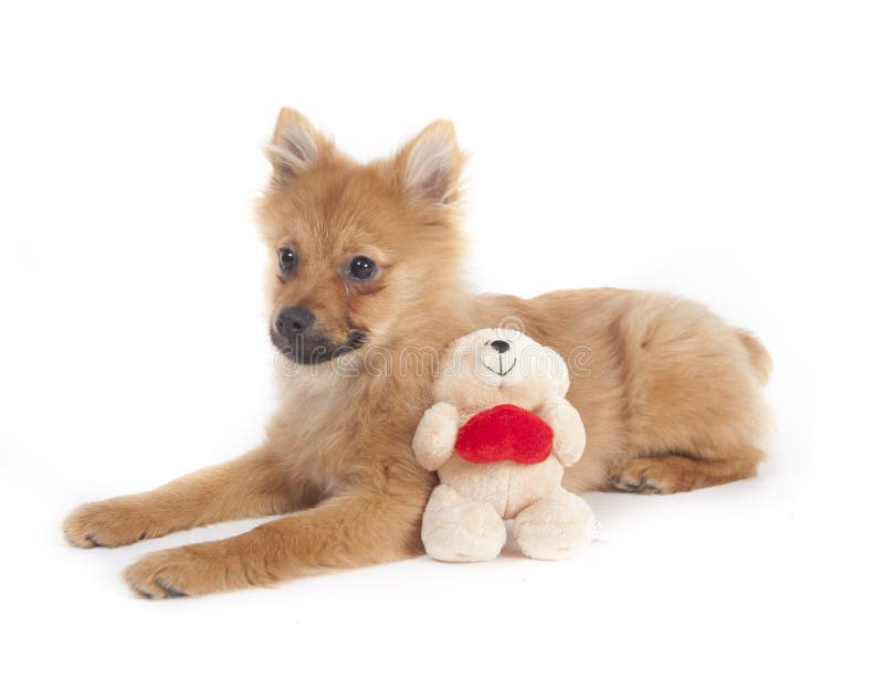 Mini wolfsspitz imagen de archivo. Imagen de amigo, perro - 30104093