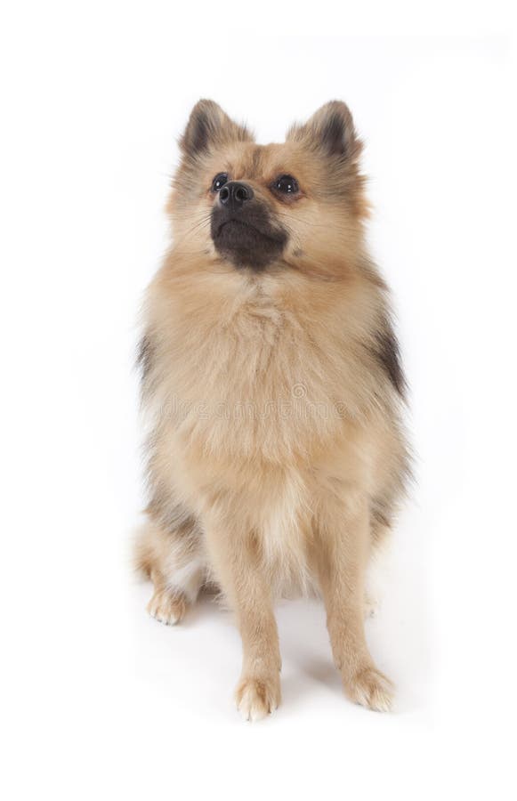 Mini wolfsspitz foto de stock. Imagem de fundo, branco - 30103778