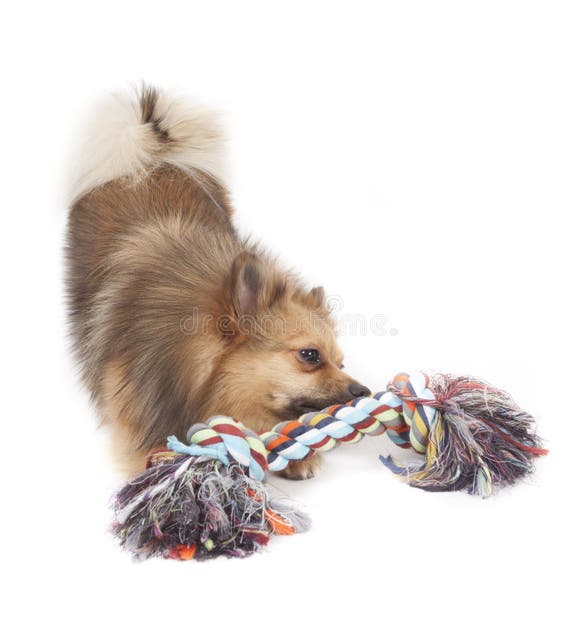 Mini wolfsspitz imagem de stock. Imagem de mini, isolado - 30103799