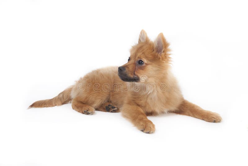 Mini wolfsspitz imagem de stock. Imagem de bêbado, animal - 30103995