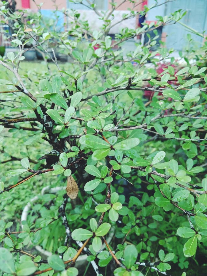 Ketapan Kencana Stock Photos - Free & Royalty-Free Stock Photos from ...