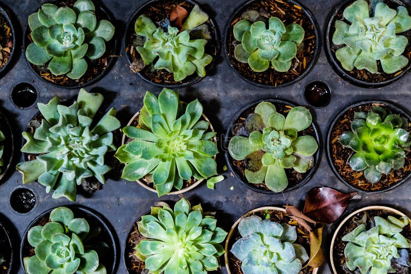 Mini leaf stock photo. Image of beauty, landscape, walk - 91146812