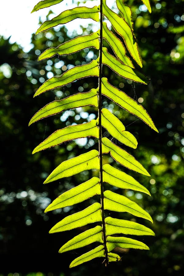 Mini leaf stock image. Image of spring, walk, grass, scene - 91146889