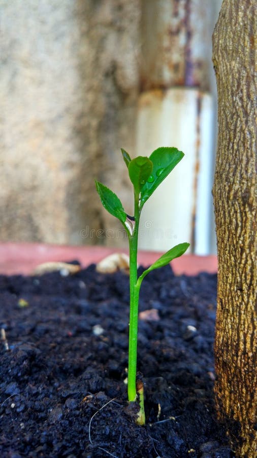 Mini lemon stock photo. Image of growing, mini, lemon - 89312928