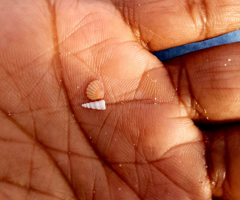 Mini shells on a palm stock image. Image of brown, nature - 204606977