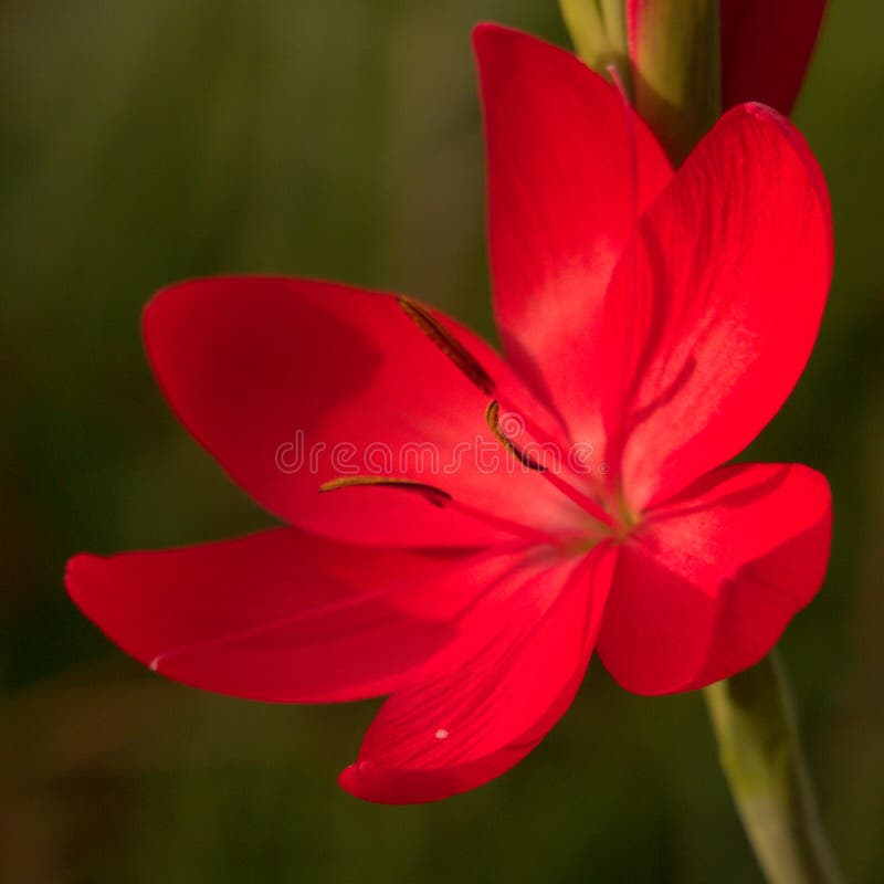 Mini Lilly stock image. Image of display, stunning, crimson - 216346673