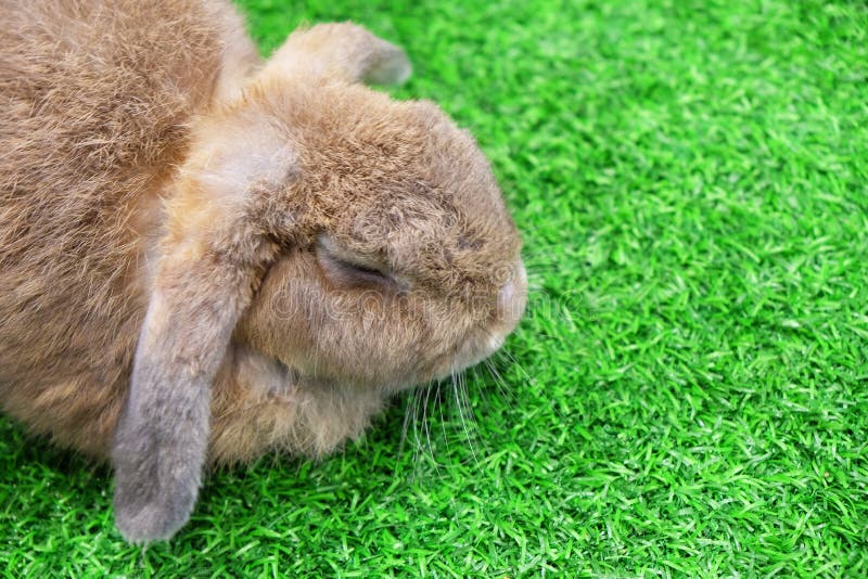Young Mini Lop rabbit stock image. Image of mammals, long - 13370911