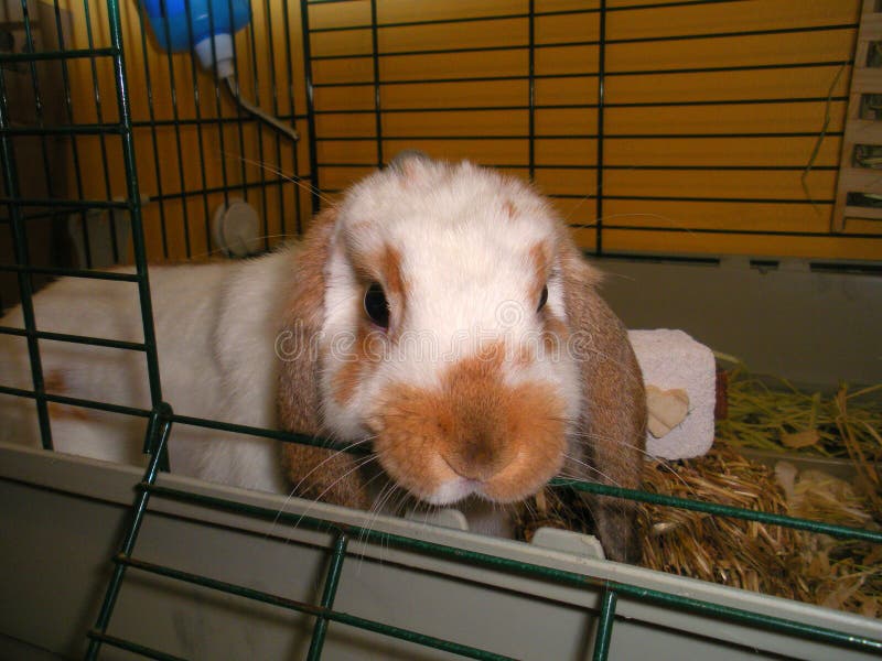 Mini Lop Ear Bunny stock image. Image of hiding, carrot - 36676255