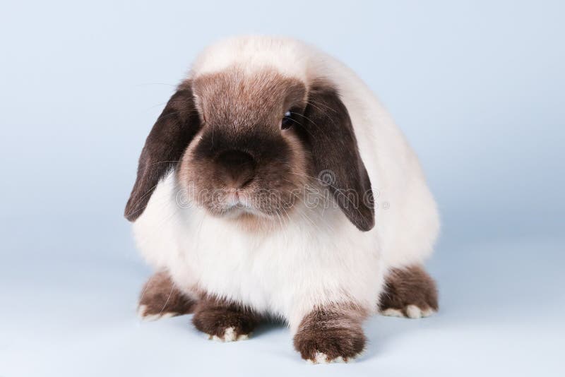 Mini Lop Rabbit on Isolated Background Stock Photo - Image of watching ...