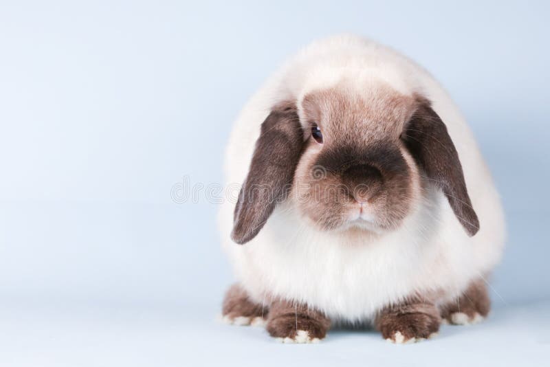 322 Rabbit Mini Lop White Background Stock Photos - Free & Royalty-Free ...