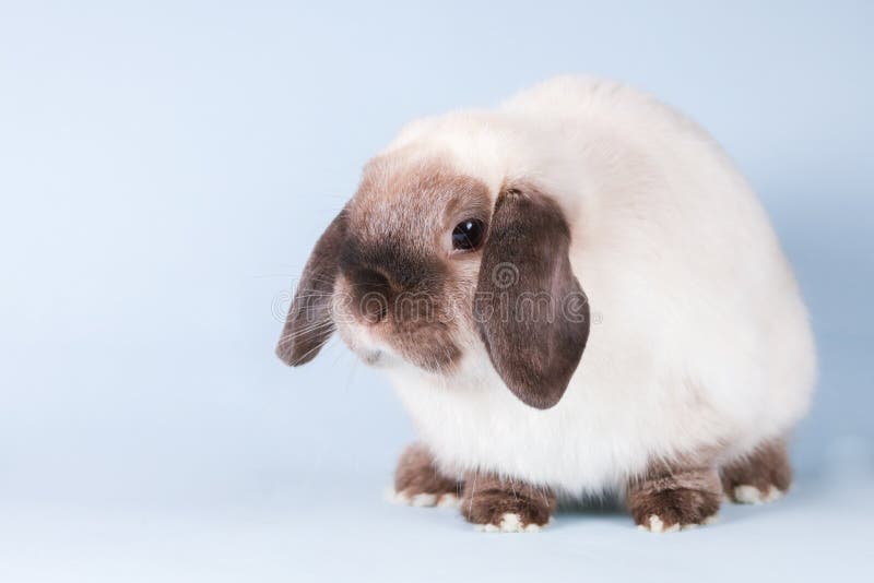 Mini Lop Rabbit on Isolated Background Stock Photo - Image of isolated ...