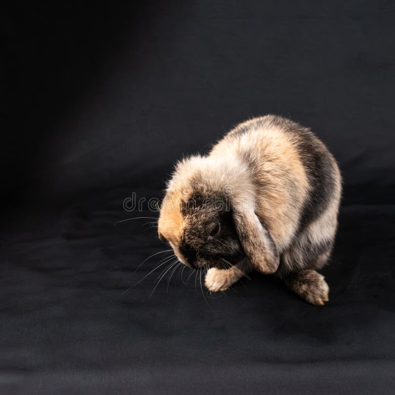 Mini Lop Rabbit, Isolated on Black Background Stock Photo - Image of ...
