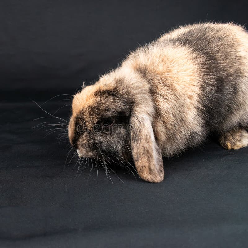 Mini Lop Rabbit, Isolated on Black Background Stock Image - Image of ...