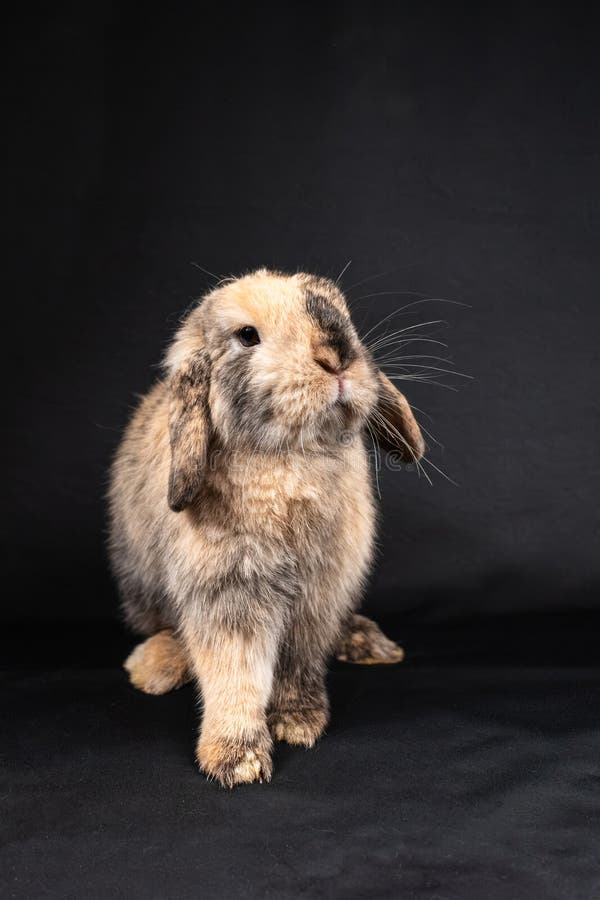 Mini Lop Rabbit, Isolated on Black Background Stock Photo - Image of ...