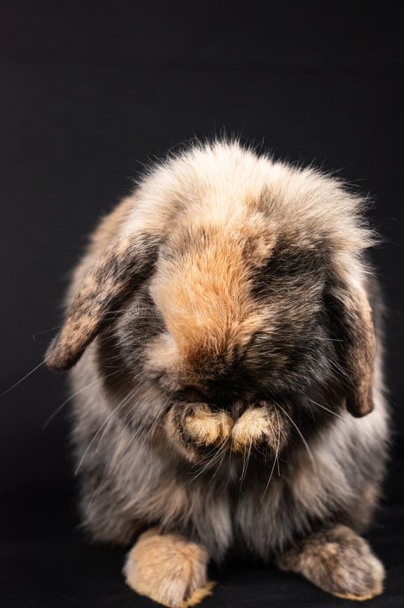 Mini Lop Rabbit, Isolated on Black Background Stock Photo - Image of ...