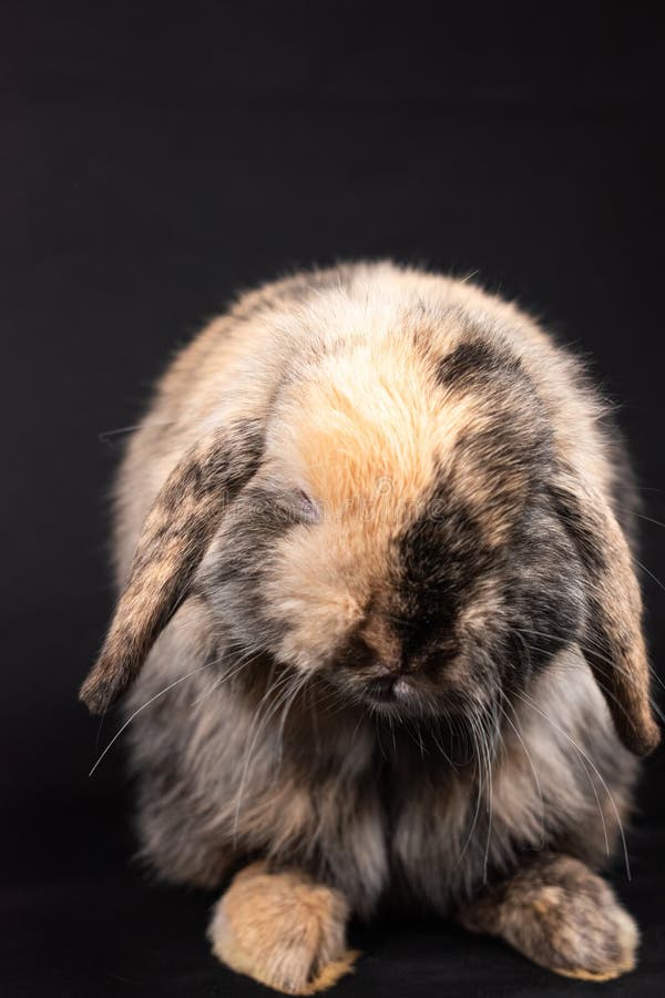 Mini Lop Rabbit, Isolated on Black Background Stock Photo - Image of ...