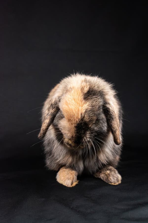 Mini Lop Rabbit, Isolated on Black Background Stock Photo - Image of ...