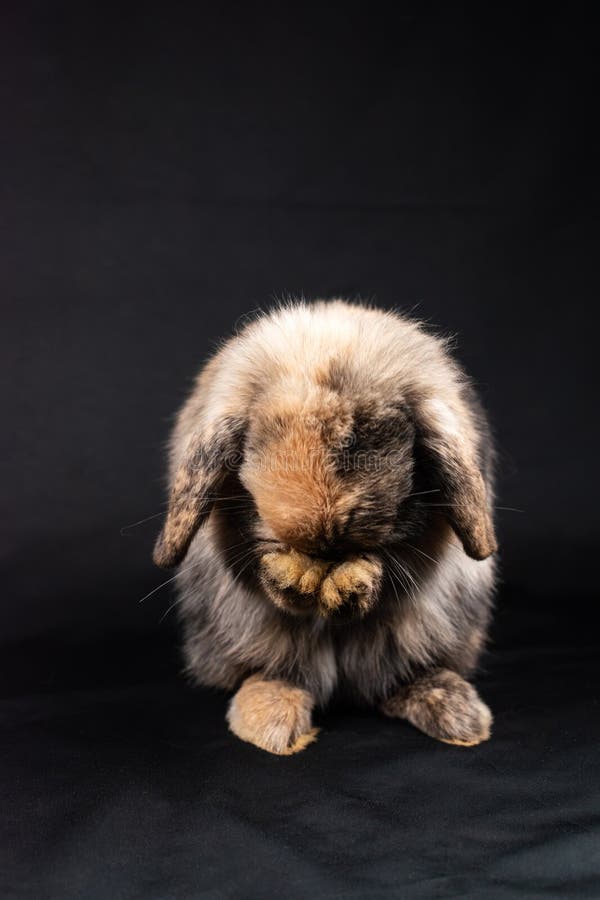 Mini Lop Rabbit, Isolated on Black Background Stock Photo - Image of ...