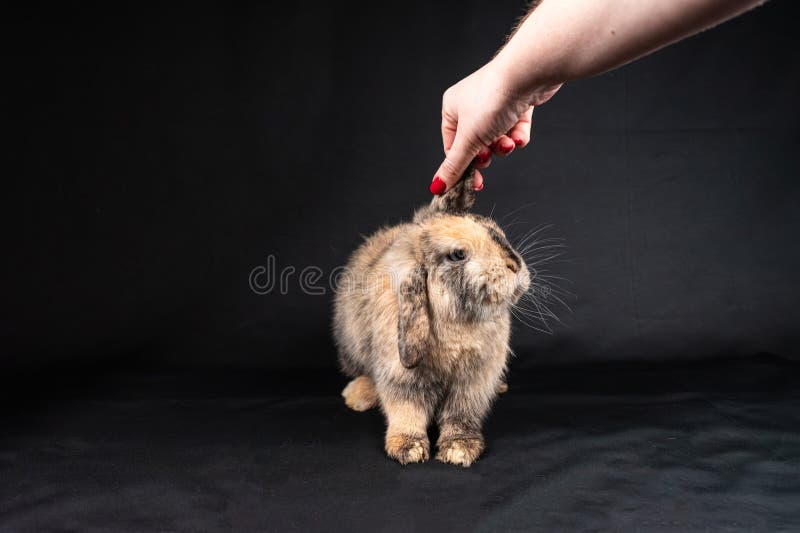 Mini Lop Rabbit, Isolated on Black Background Stock Image - Image of ...
