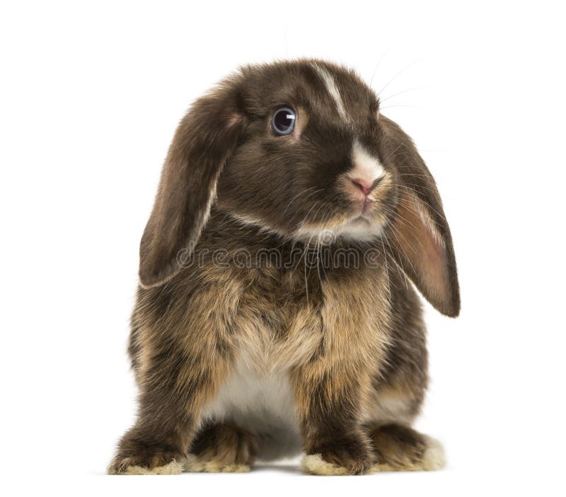 Mini Lop Rabbit Standing, Isolated Stock Image - Image of rabbit ...