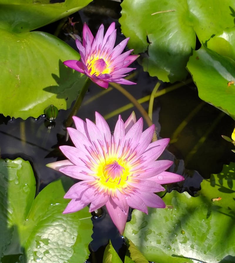 Mini lotus stock image. Image of green, nature, leaf - 292118923