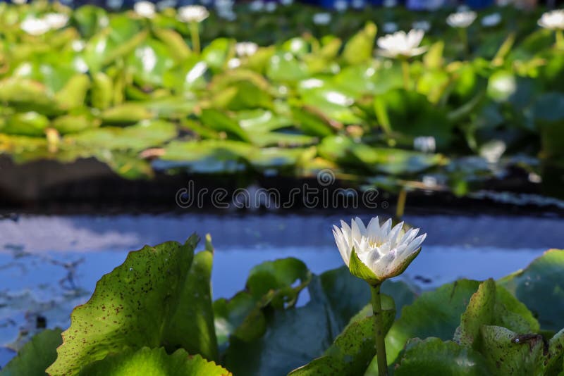 Mini lotus are blooming stock image. Image of green - 201251193