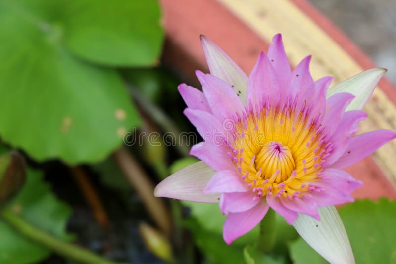 Mini lotus are blooming stock image. Image of plant - 201258361