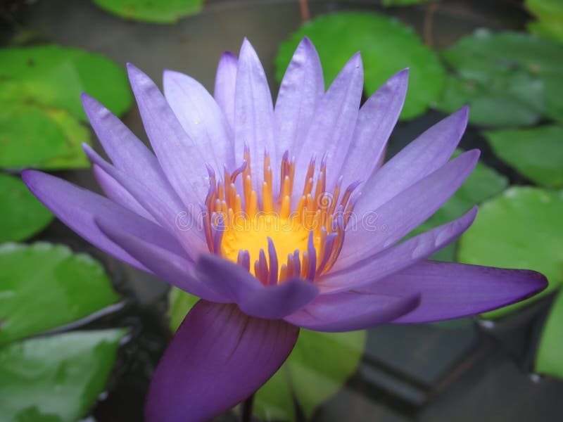 Mini lotus are blooming stock image. Image of beauty - 215258355