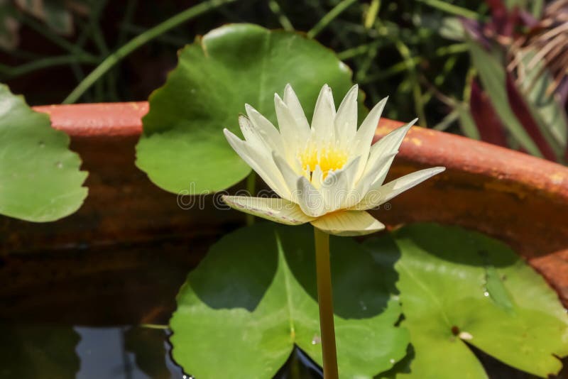 Mini lotus are blooming stock photo. Image of blooming - 215258358