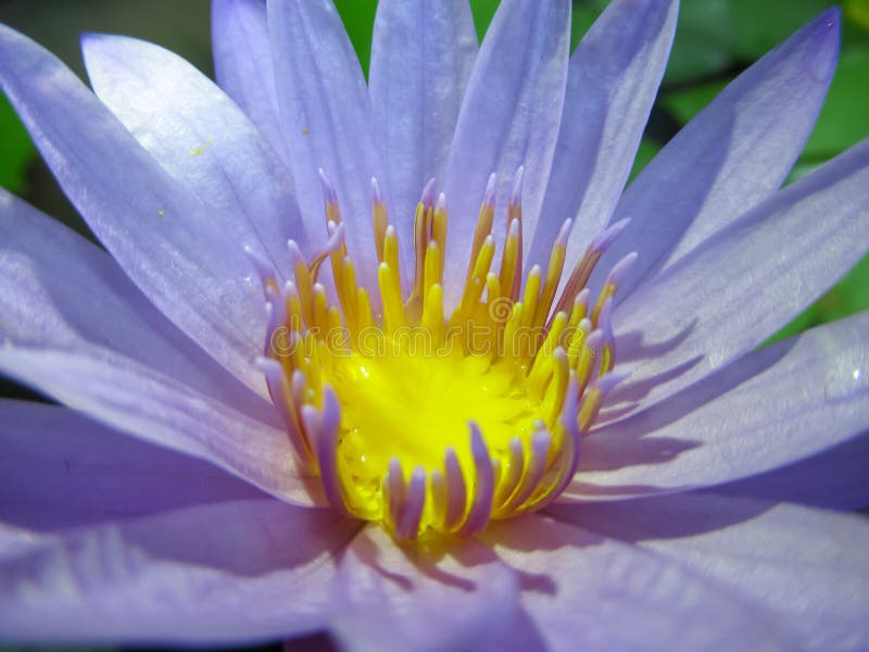 Mini lotus are blooming stock image. Image of flora - 215258367