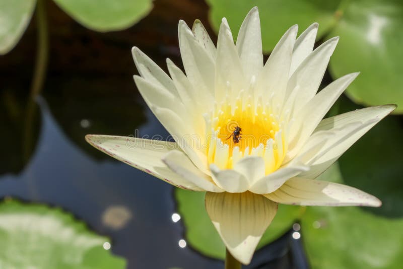 Mini lotus are blooming stock photo. Image of flora - 215258370