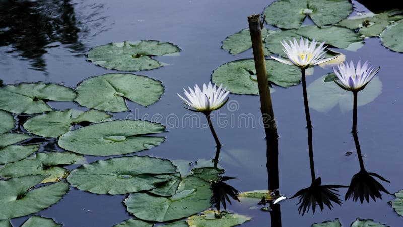 Mini lotus stock photo. Image of harmony, float, blossom - 114224056