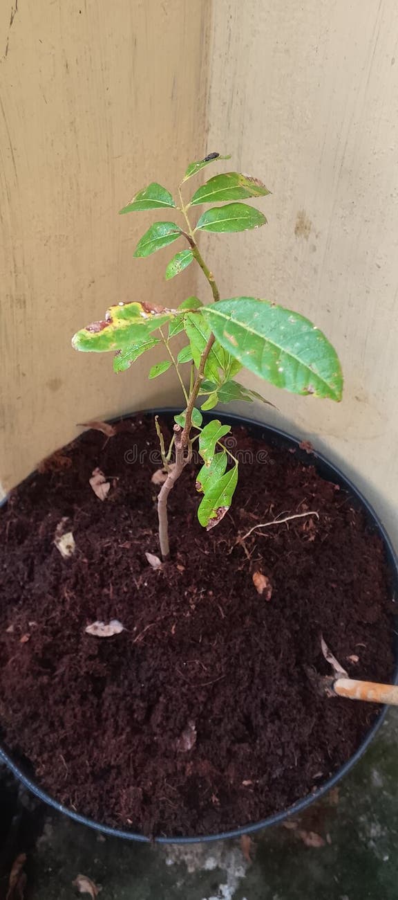 Mini Lychee Tree on Pot with Cocopeat Stock Photo - Image of lychee ...