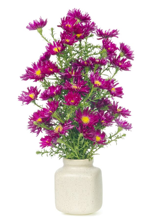 Mini Magenta Chrysanthemums Flowers Stock Image - Image of pollen, real ...