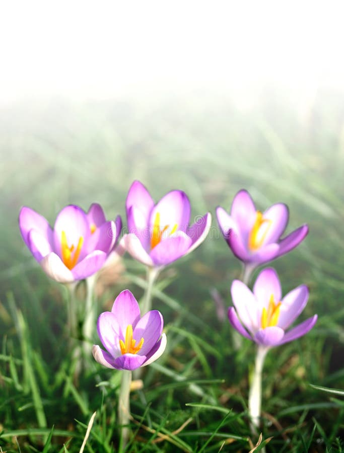 Crocus stock image. Image of sunrays, flower, nature - 23158211