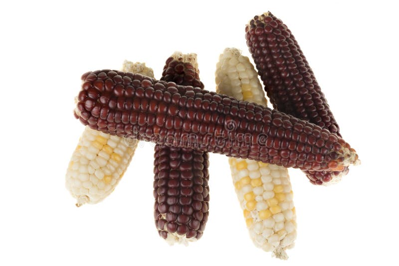 Mini milho azul imagem de stock. Imagem de fazenda, afiado - 5586739