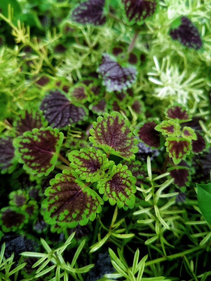 The Mini Miyana Plant is a Type of Hanging Tree To Decorate the Yard ...