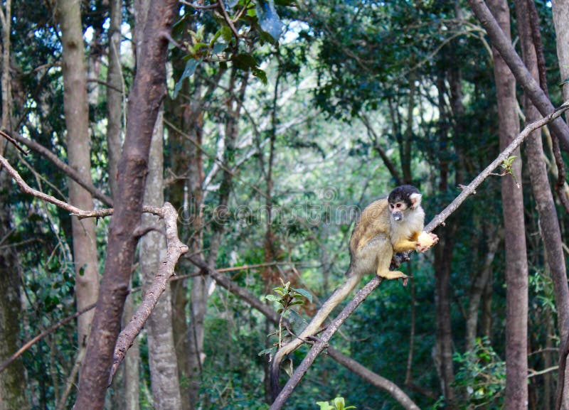 Mini Monkey yellow stock image. Image of sitting, tree - 104835075