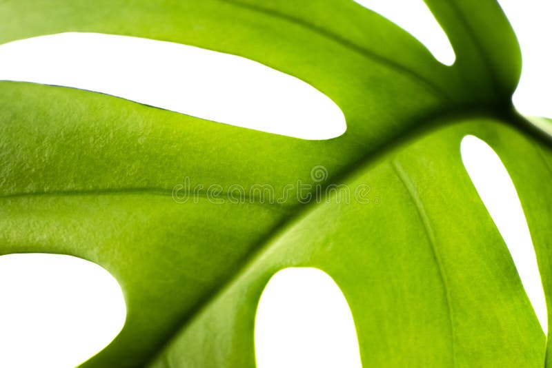 Mini Monstera Leaf stock image. Image of raphidophora - 238479999