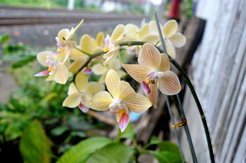 Mini Moon Orchid with the Yellow Stripes Texture Stock Photo - Image of ...