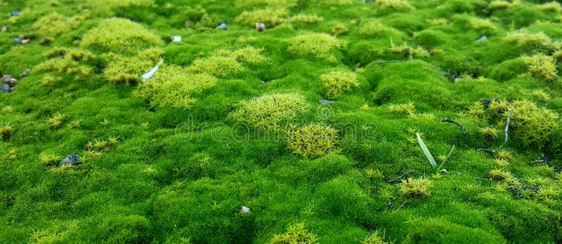 Moss field stock photo. Image of leaf, prairie, grass - 272461214